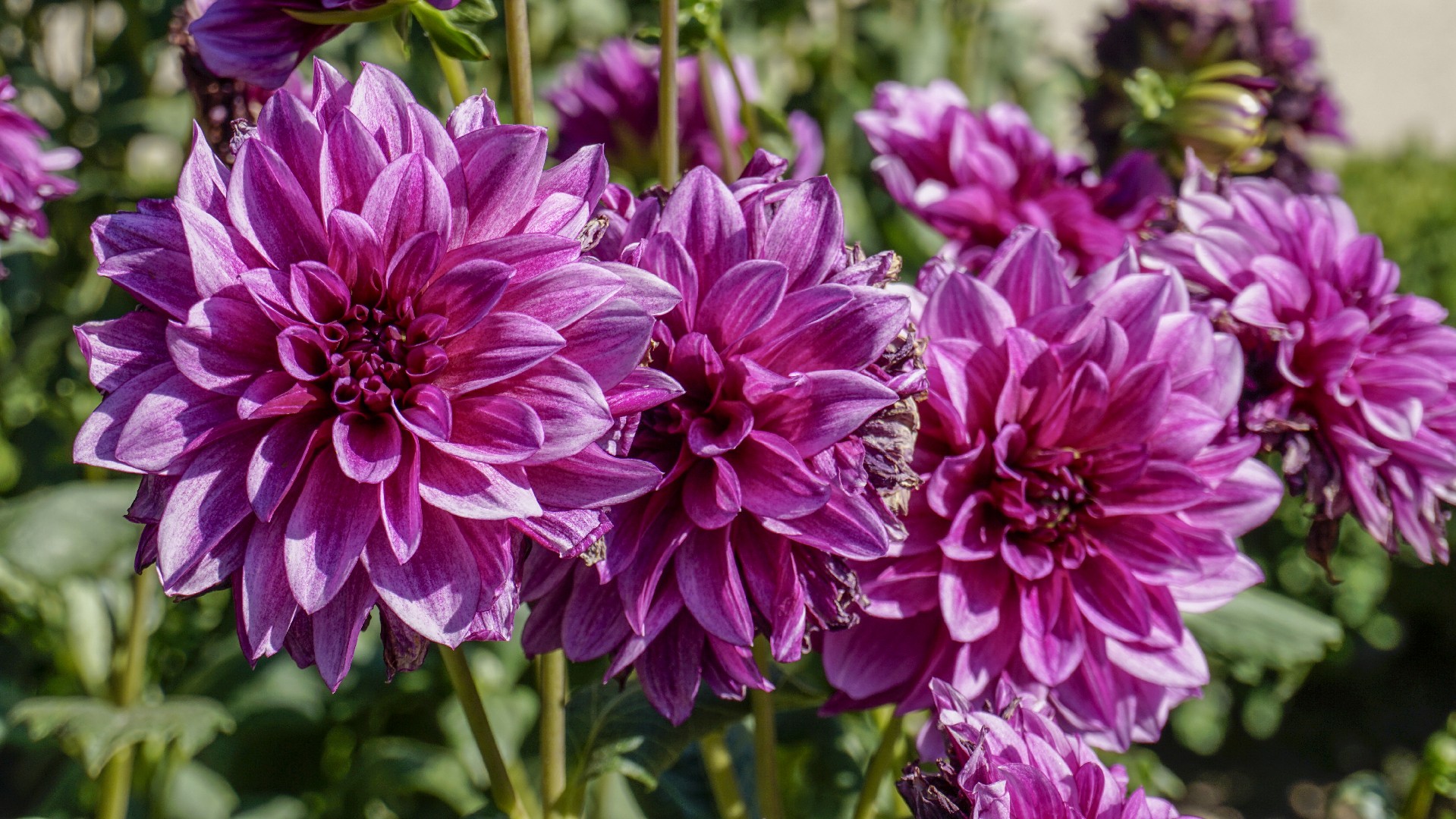 Dahlia (Dahlia) Flower, Leaf, Care, Uses - PictureThis