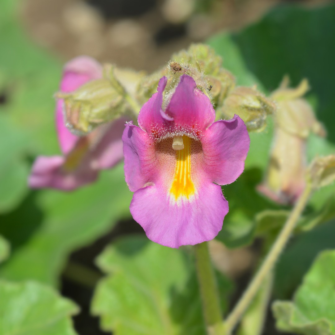 Proboscidea Care (Watering, Fertilize, Pruning, Propagation) - PictureThis