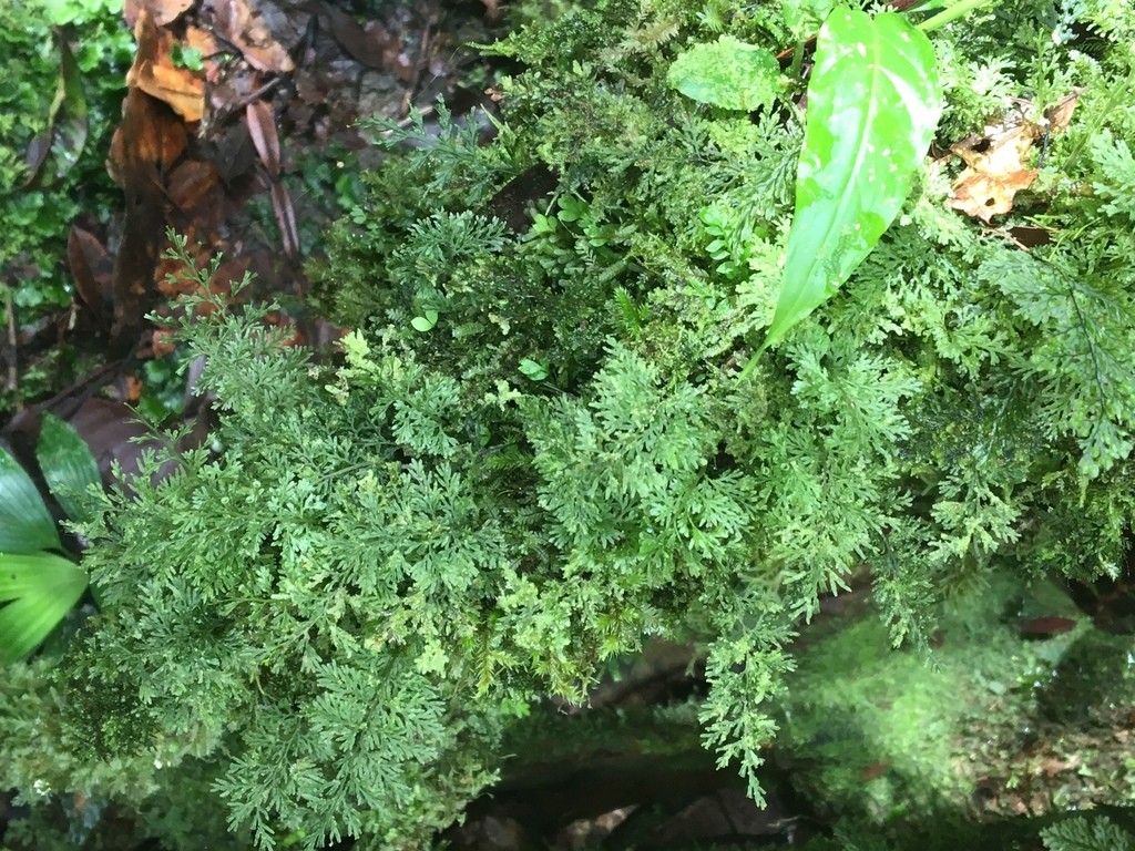 Spike-moss (Selaginellaceae) Flower, Leaf, Care, Uses - PictureThis