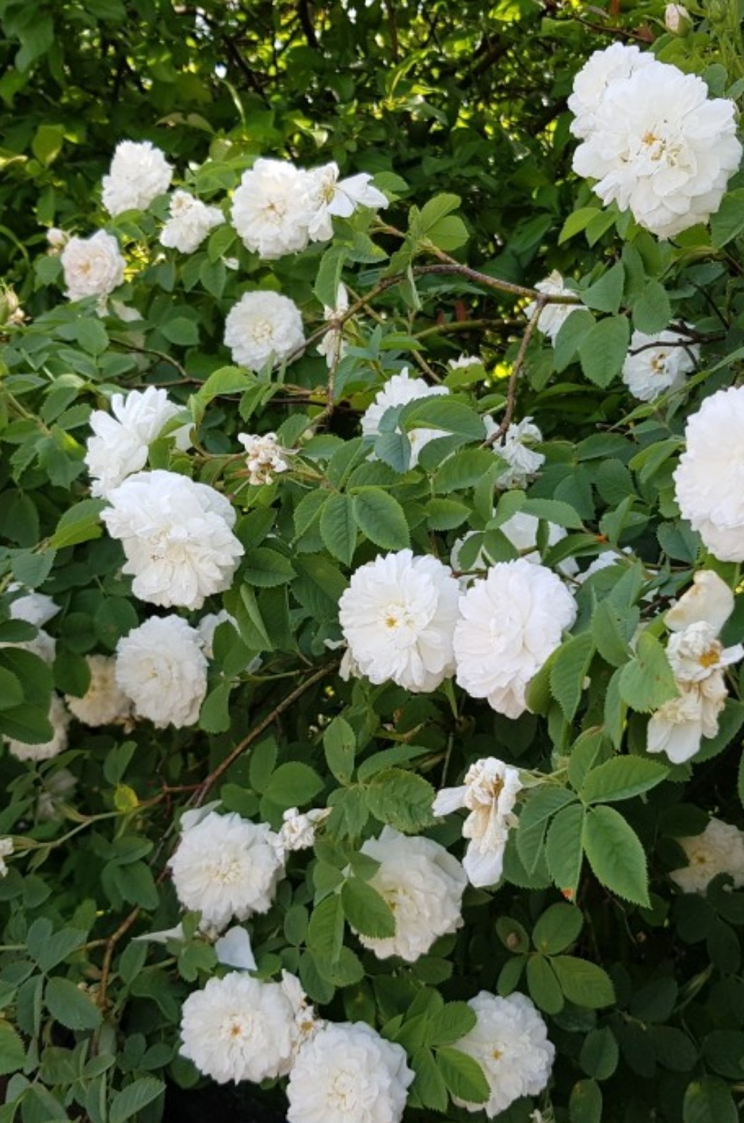 Roses 'Susan Williams' (Rosa 'Susan Williams') Flower, Leaf, Care, Uses ...