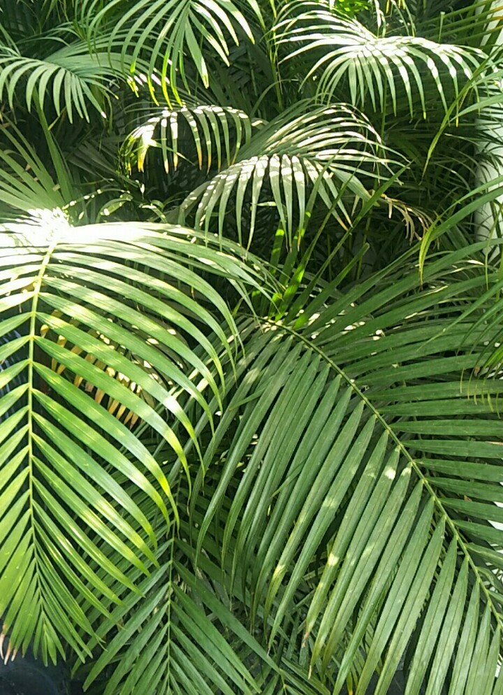 Cat palm (Chamaedorea cataractarum) Flower, Leaf, Care, Uses - PictureThis