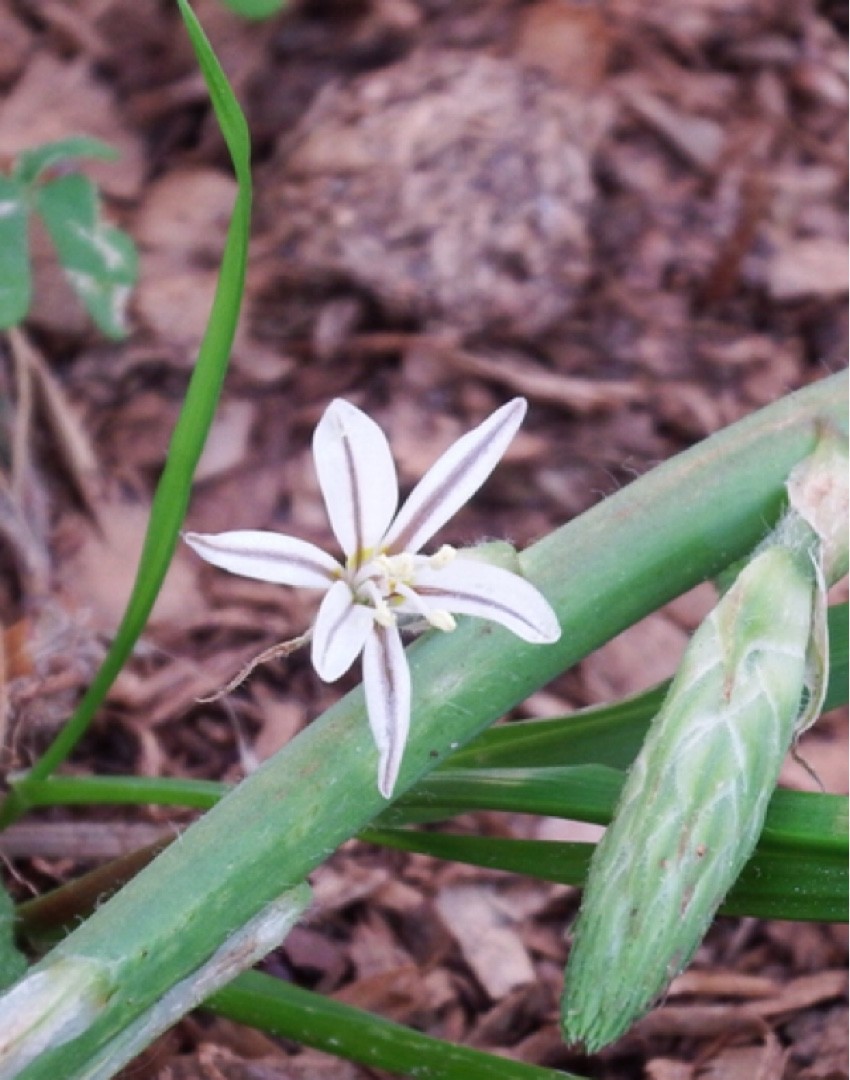 Garlic Plant Flower