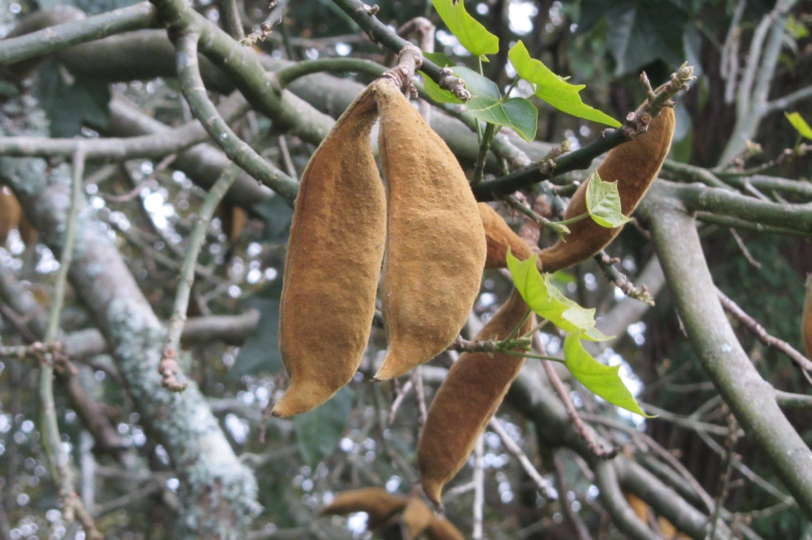Brachychiton discolor - PictureThis