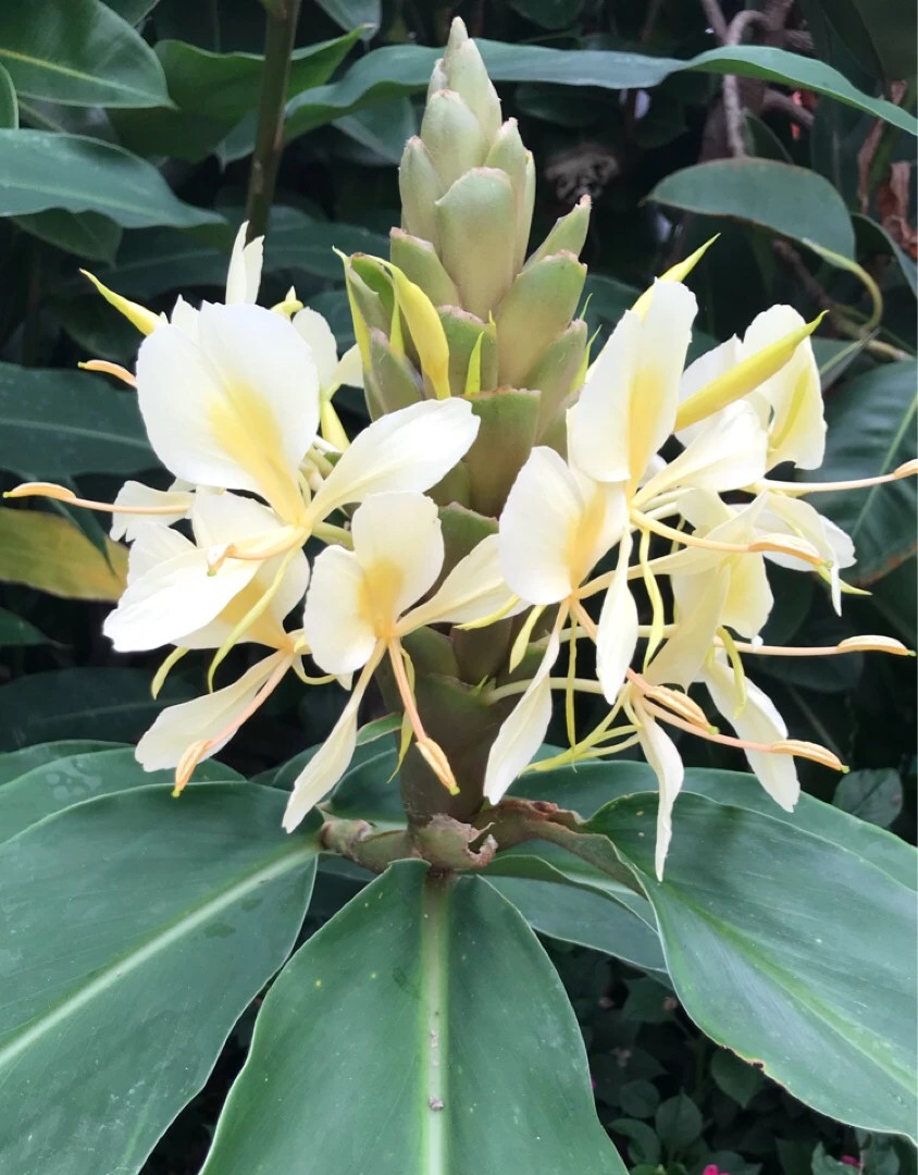 Hedychium - PictureThis
