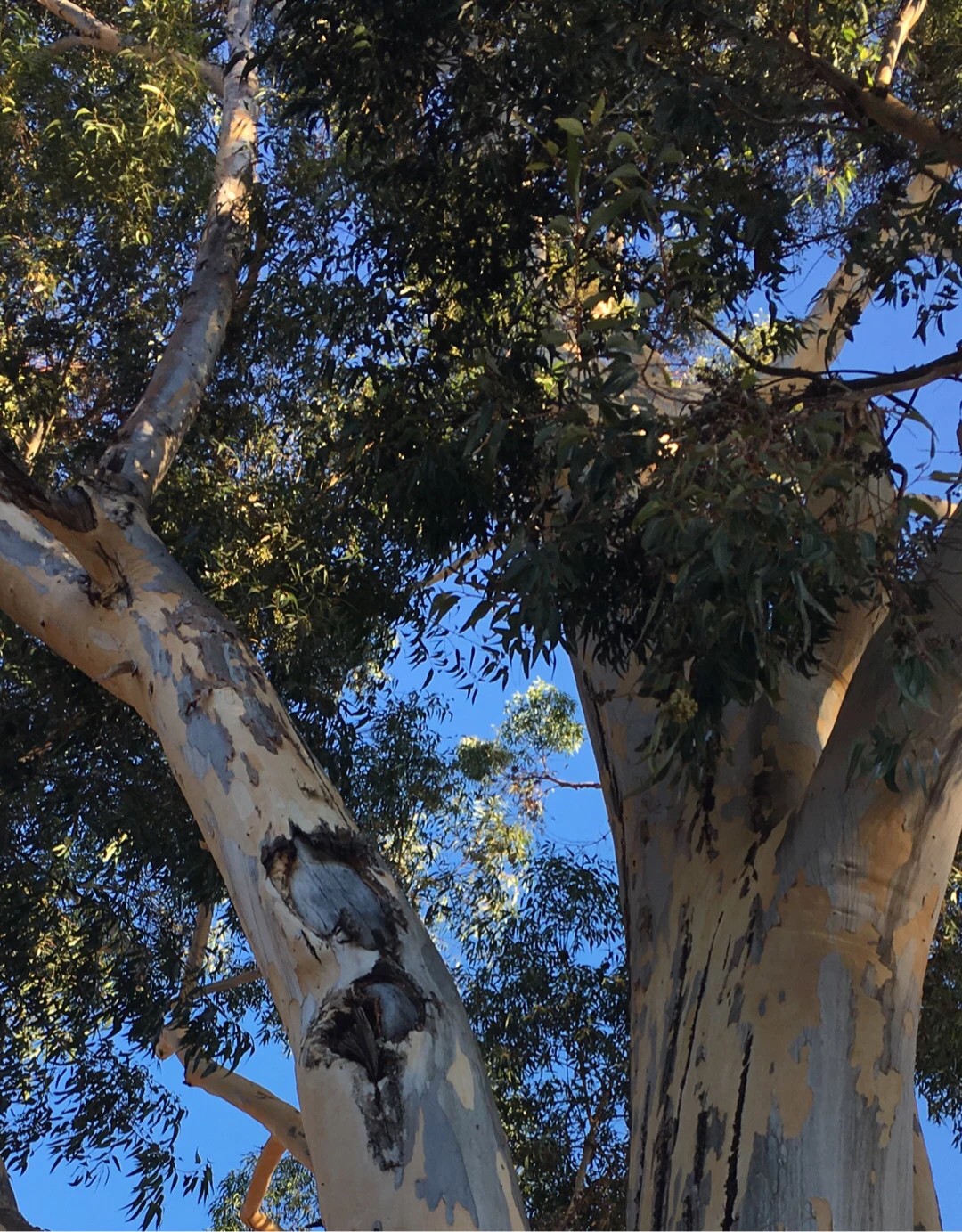 River red gum Care (Watering, Fertilize, Pruning, Propagation ...