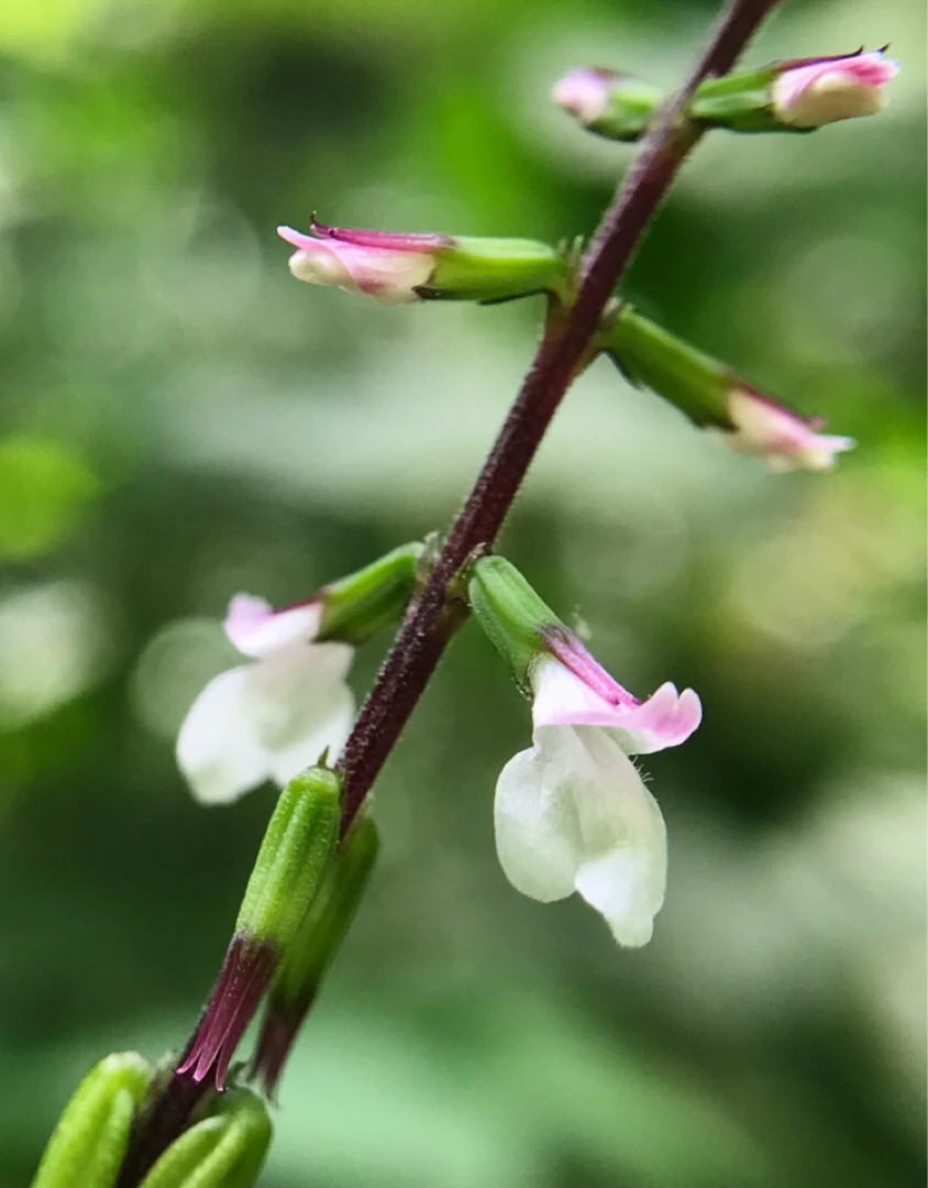 Phryma Flower, Leaf, Care, Uses - PictureThis