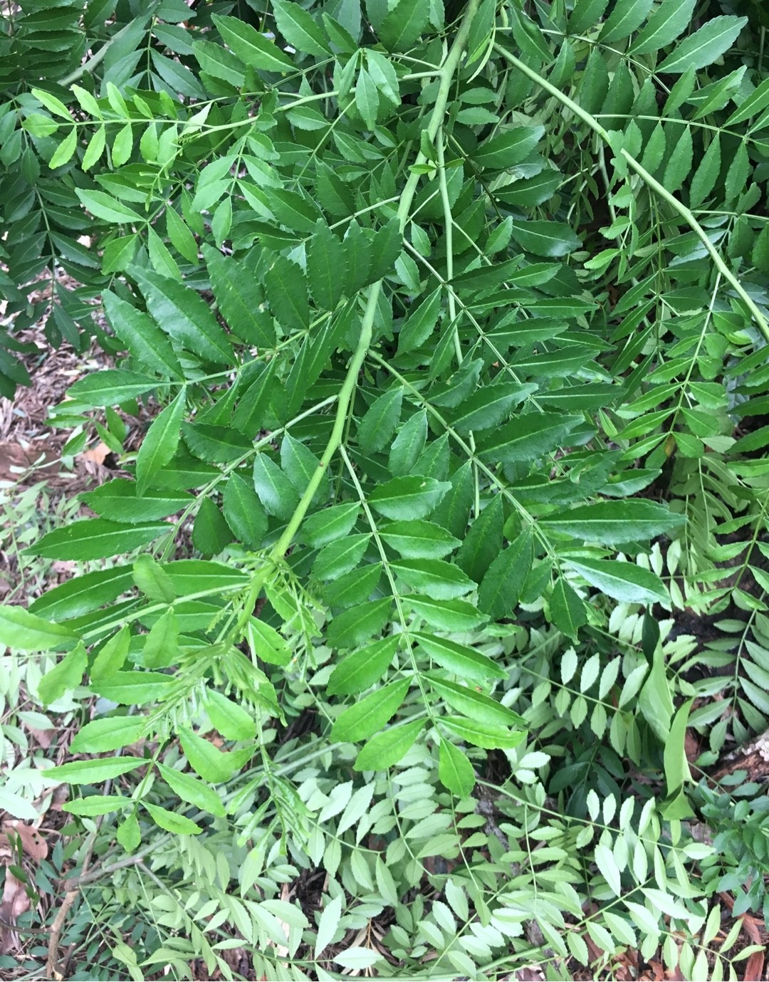 Small knobwood (Zanthoxylum capense) Flower, Leaf, Uses - PictureThis