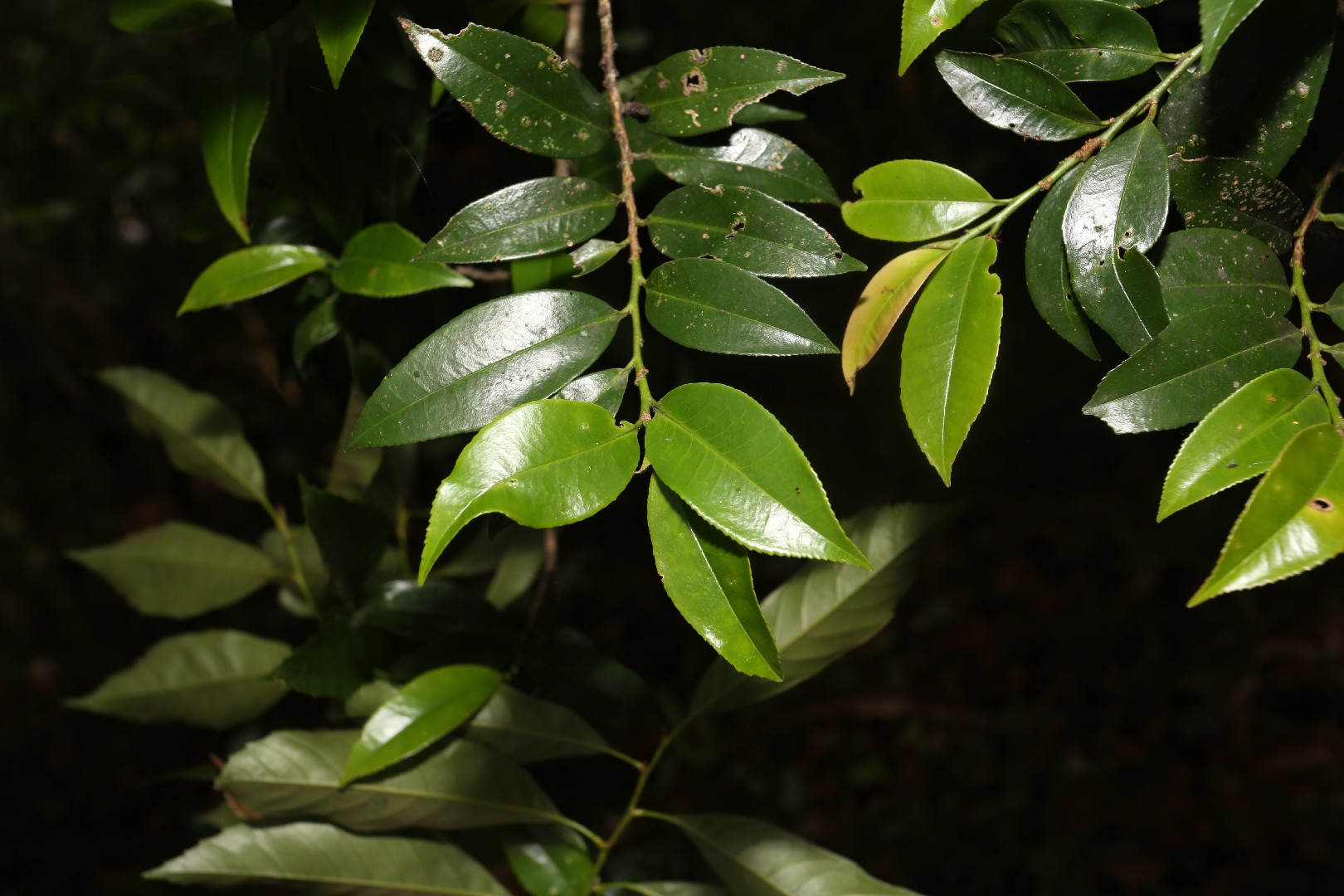 Eurya muricata - PictureThis