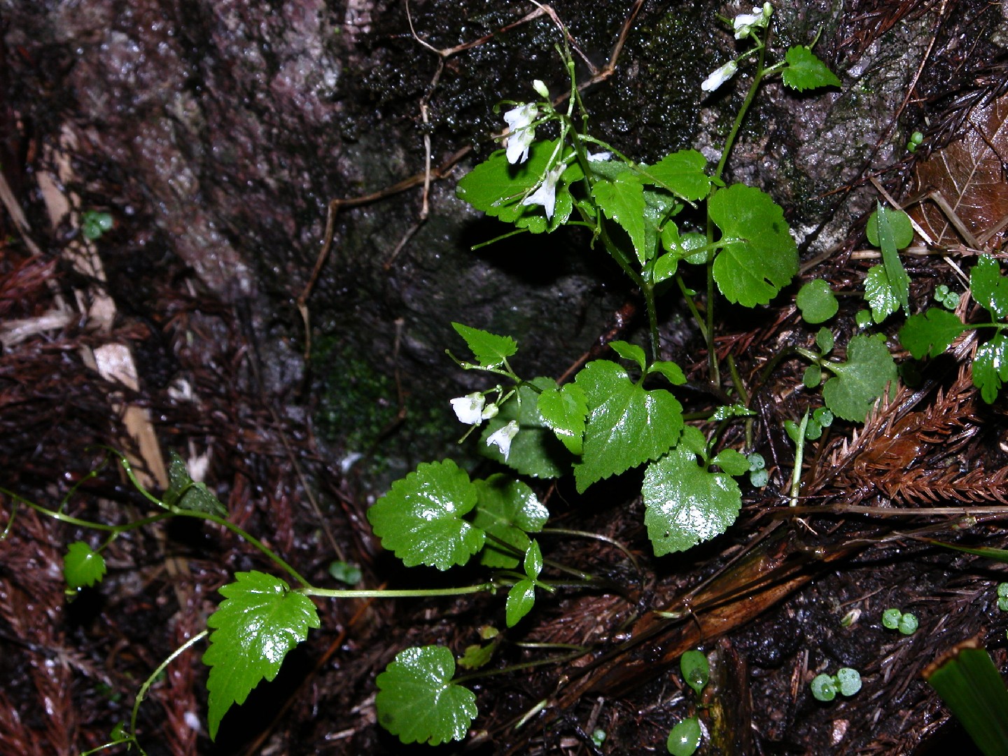 Cruciferae (Brassicaceae) Flower, Leaf, Care, Uses - PictureThis