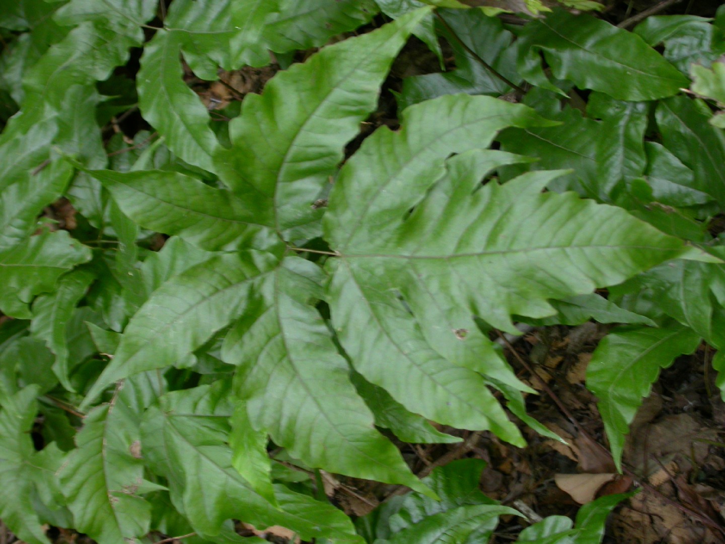 Tectaria - PictureThis