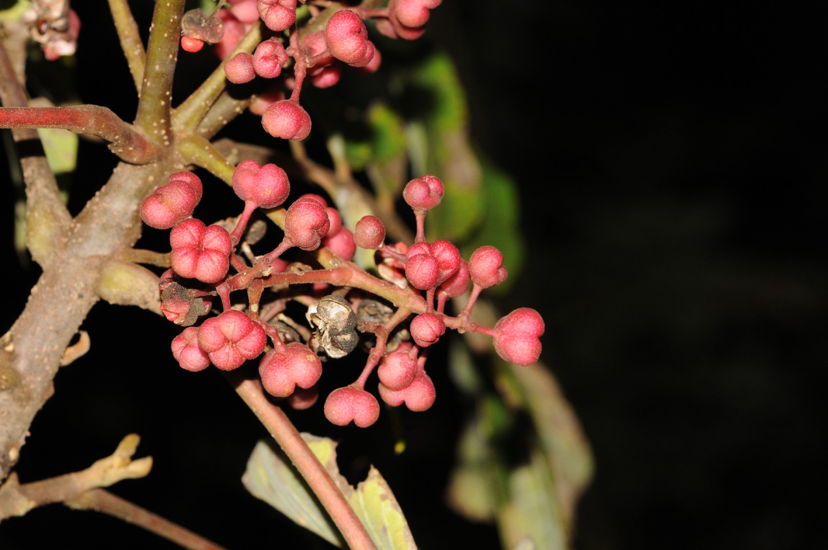 Euodia (Tetradium) Flower, Leaf, Care, Uses - PictureThis