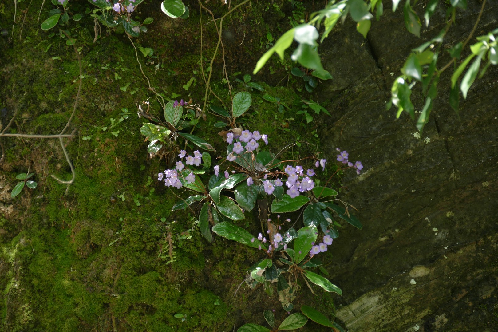 Paraboea Care (Watering, Fertilize, Pruning, Propagation) - PictureThis