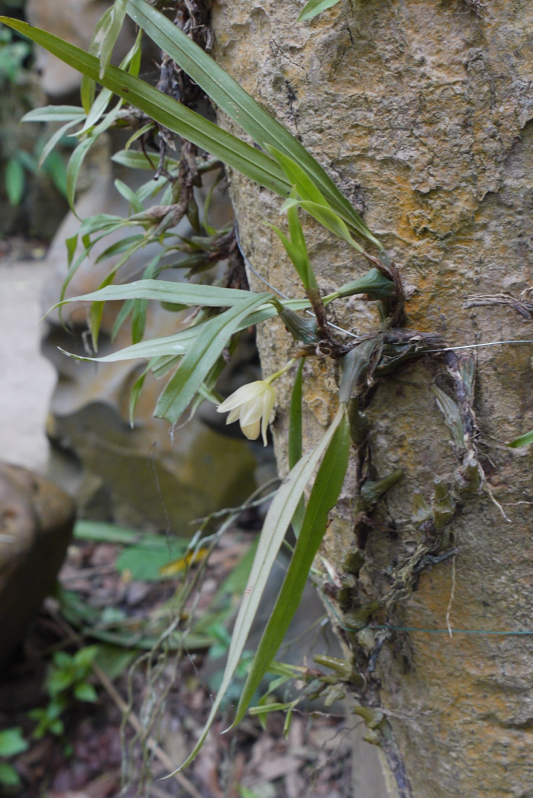 Panisea Flower, Leaf, Care, Uses - PictureThis