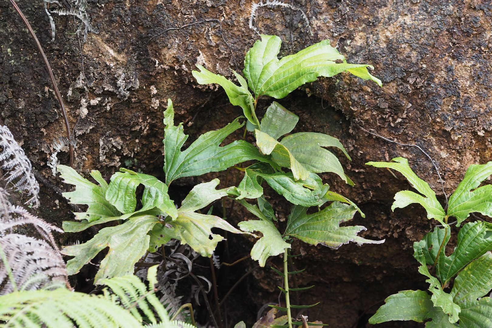 Dipteris chinensis - PictureThis