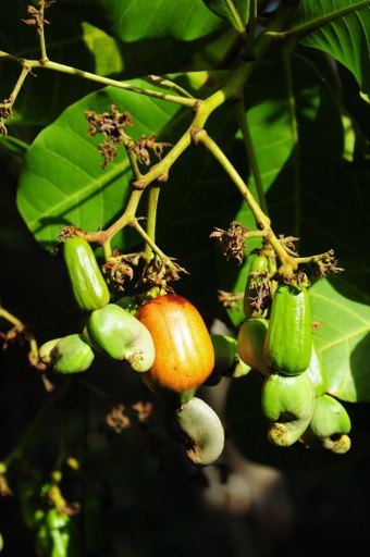 Anacardium - PictureThis