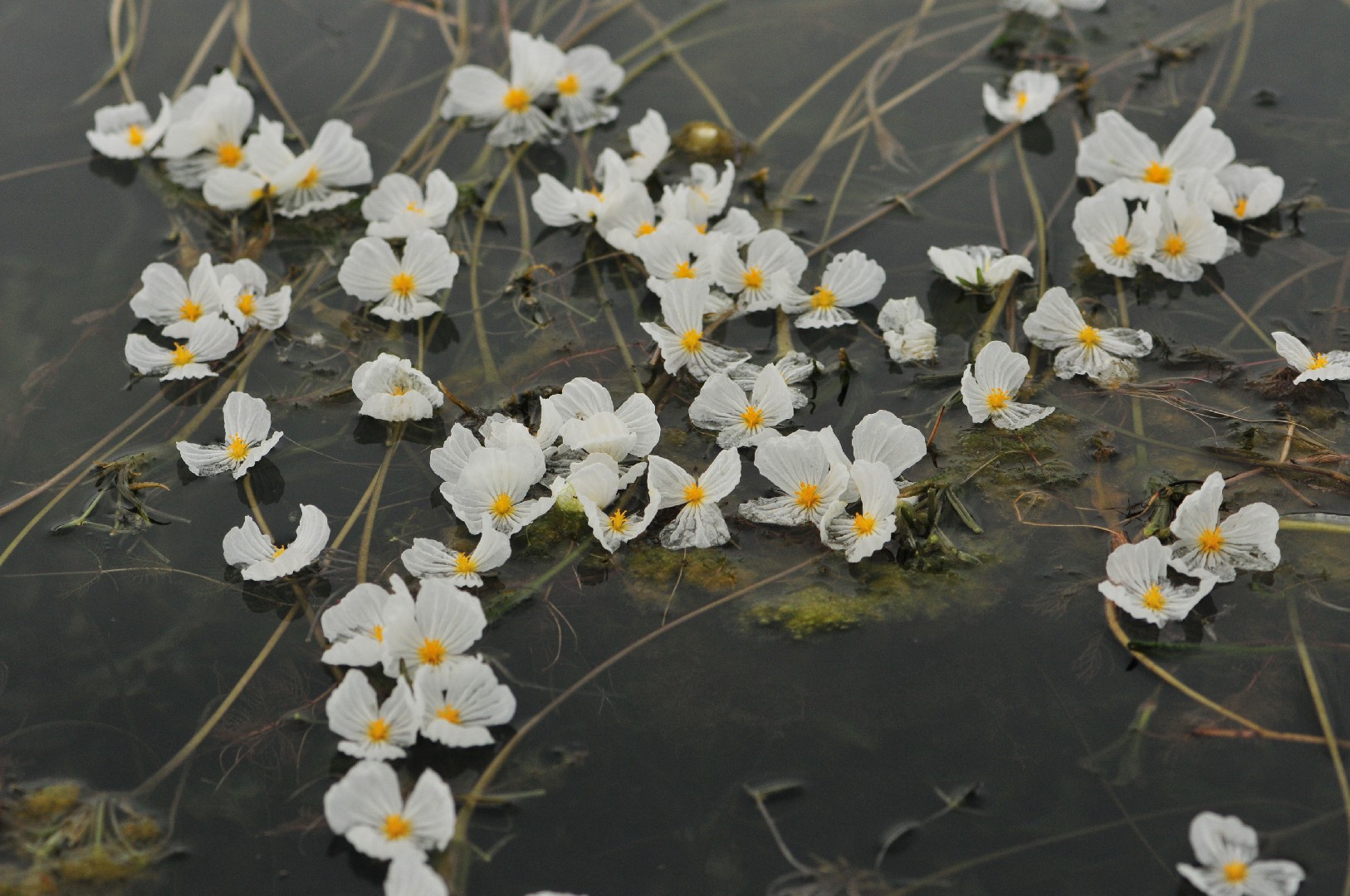 Ottelia acuminata - PictureThis