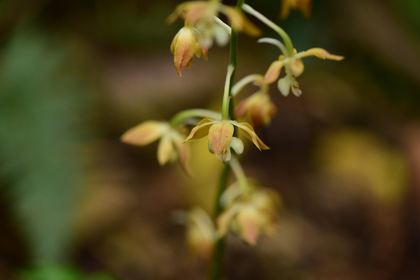 Graceful flowered calanthe (Calanthe graciliflora) Flower, Leaf, Care ...