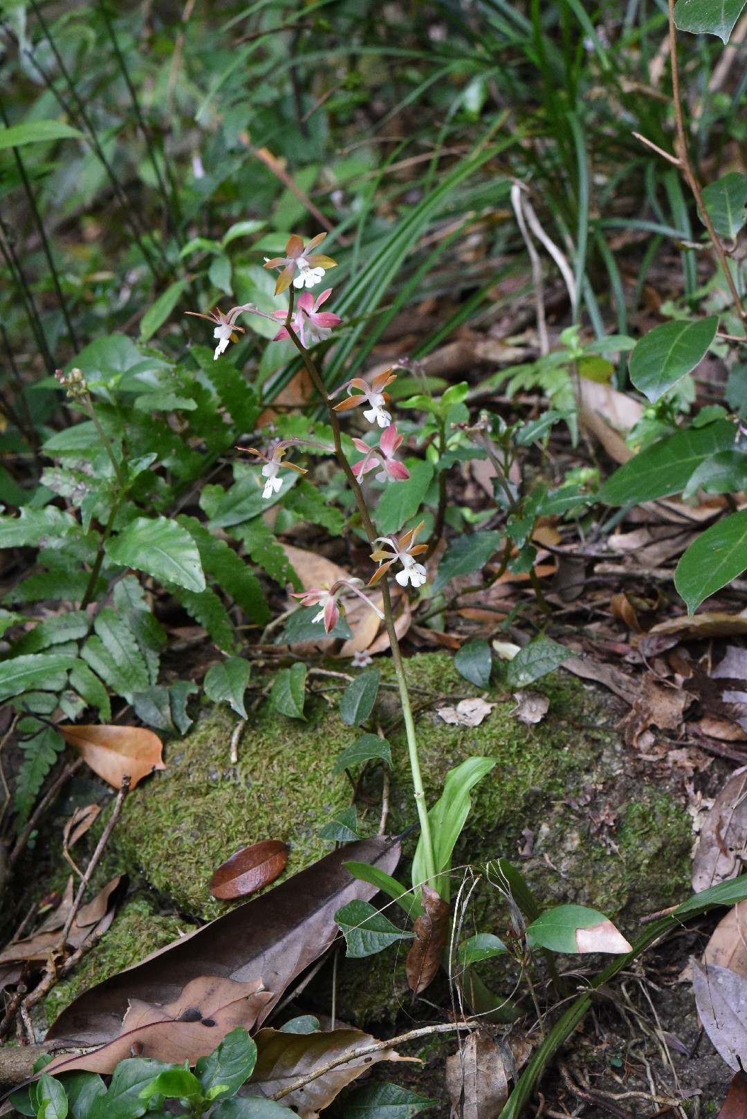 Graceful flowered calanthe (Calanthe graciliflora) Flower, Leaf, Care ...