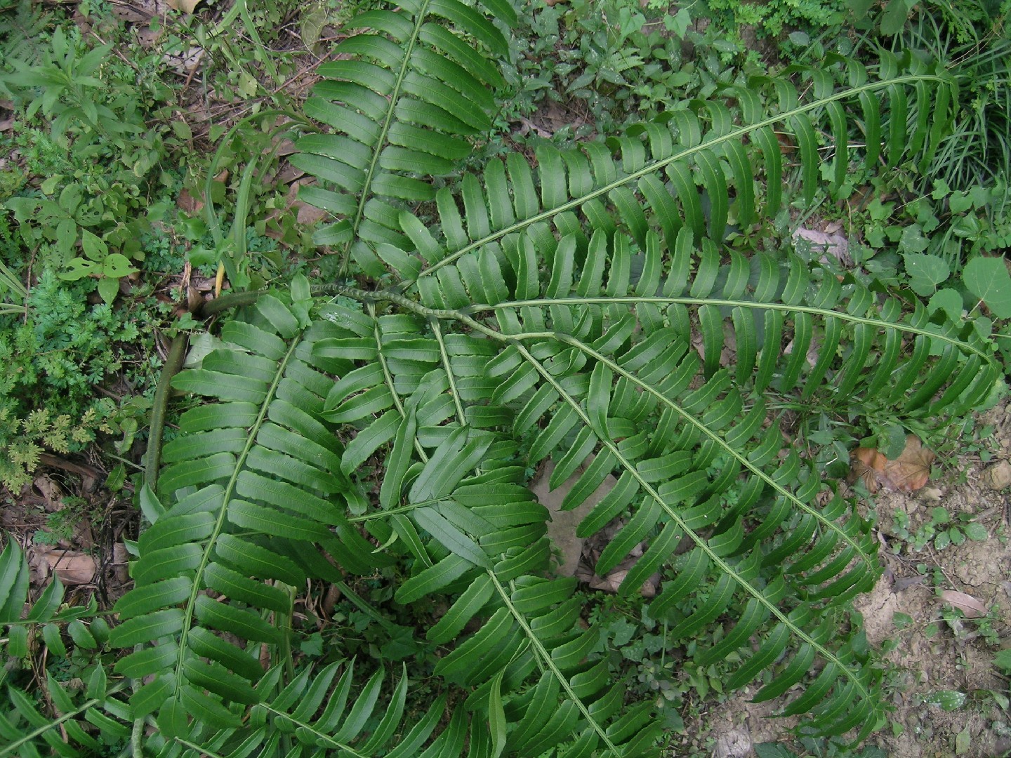 Mules-foot fern (Angiopteris fokiensis) Flower, Leaf, Care, Uses ...