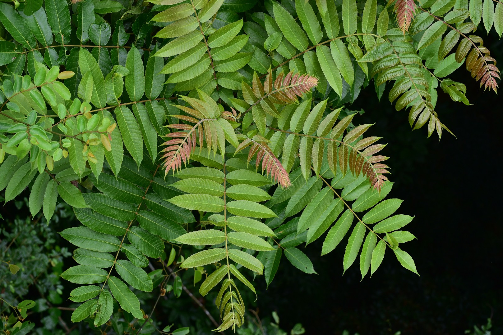 Garuga pinnata - PictureThis