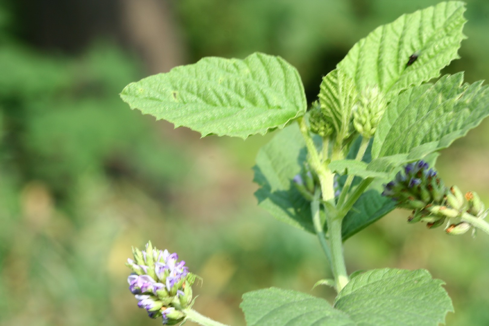 Cullen Care (Watering, Fertilize, Pruning, Propagation) - PictureThis