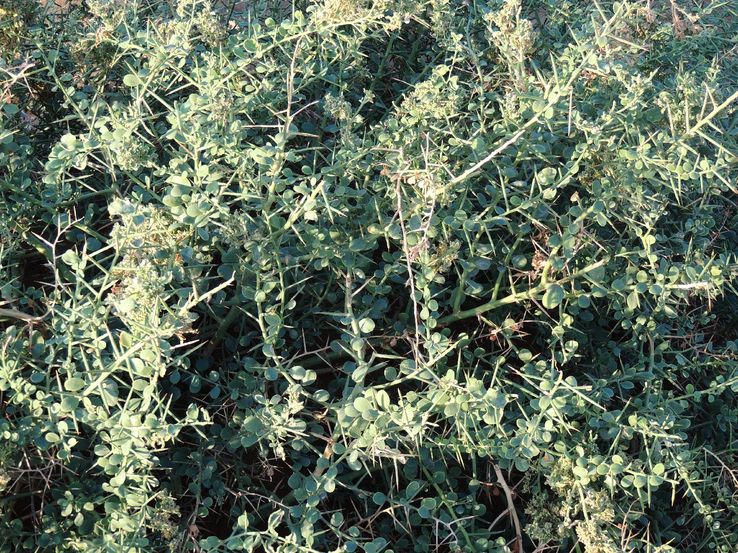 Alhagi sparsifolia - PictureThis