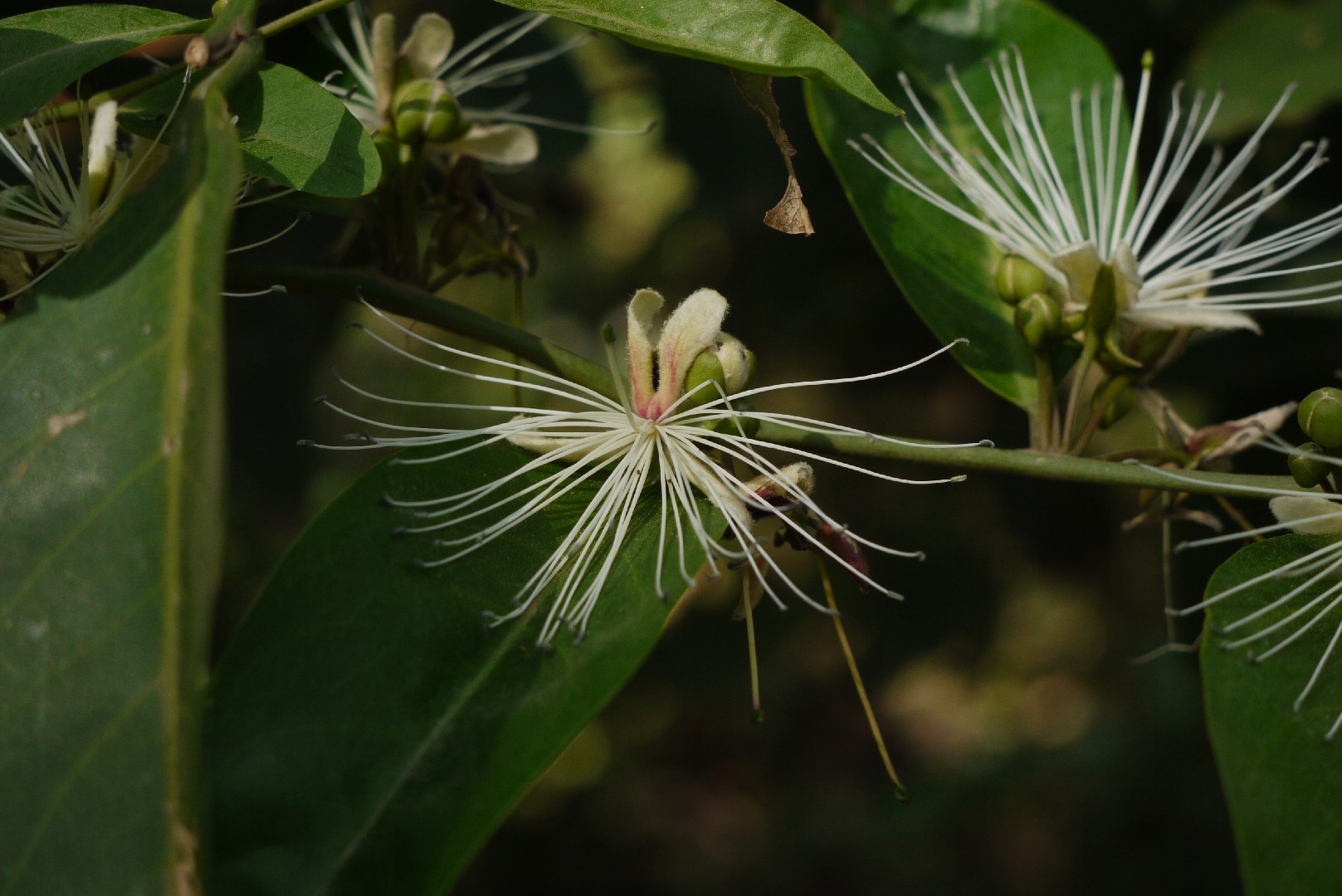 Capparis acutifolia bodinieri (Capparis bodinieri) Flower, Leaf, Care ...