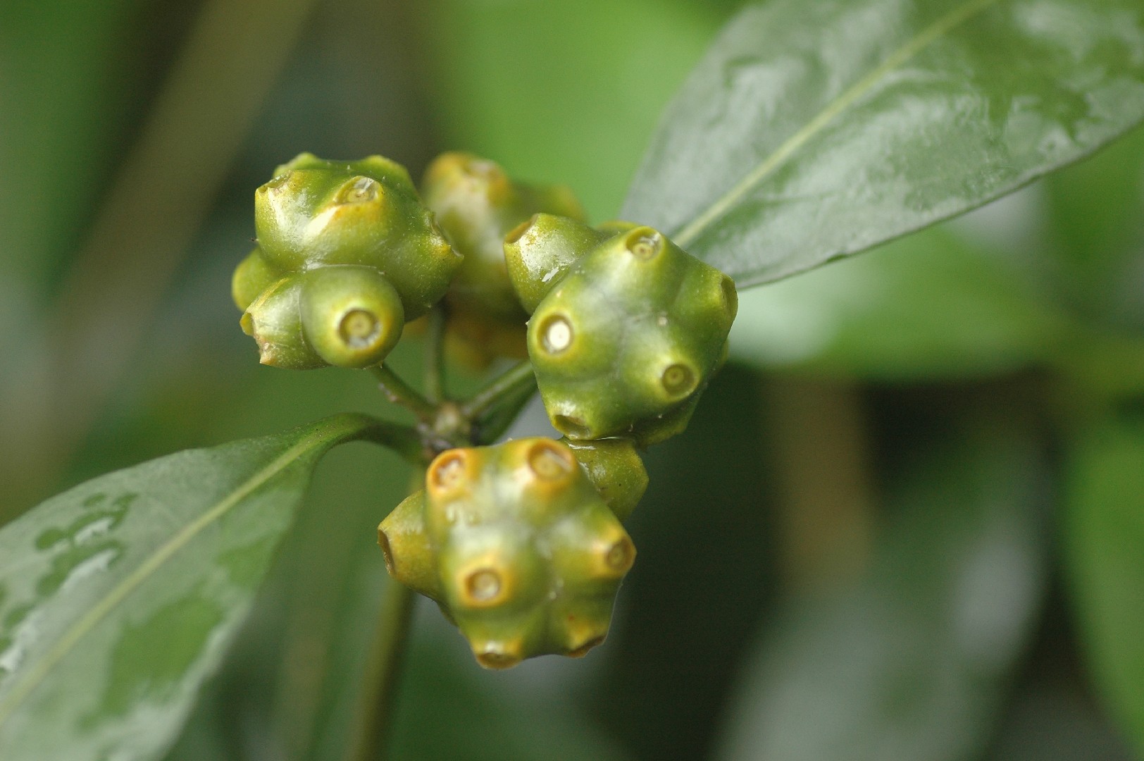 Gynochthodes parvifolia - PictureThis