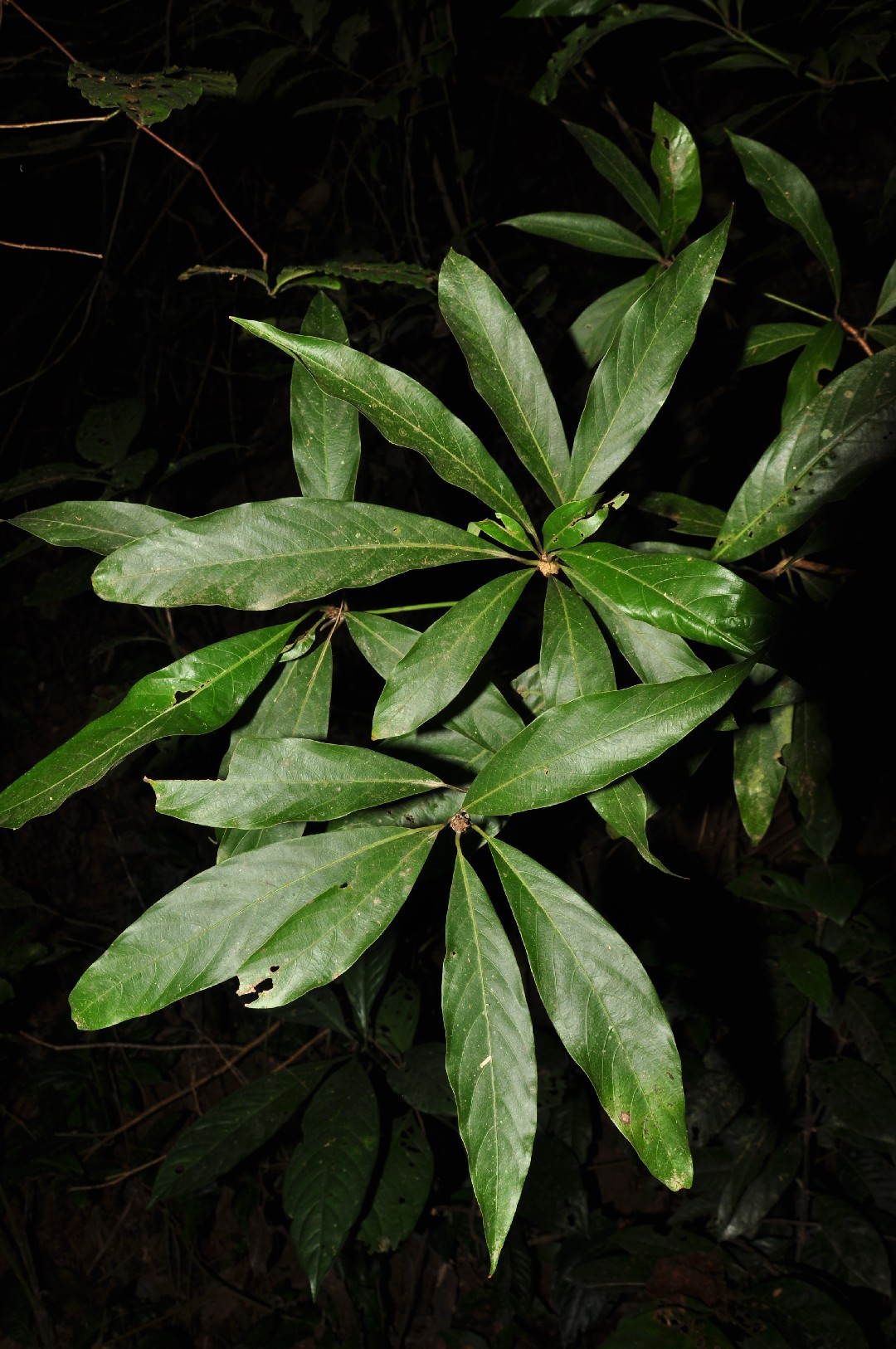 Phoebe Care (Watering, Fertilize, Pruning, Propagation) - PictureThis