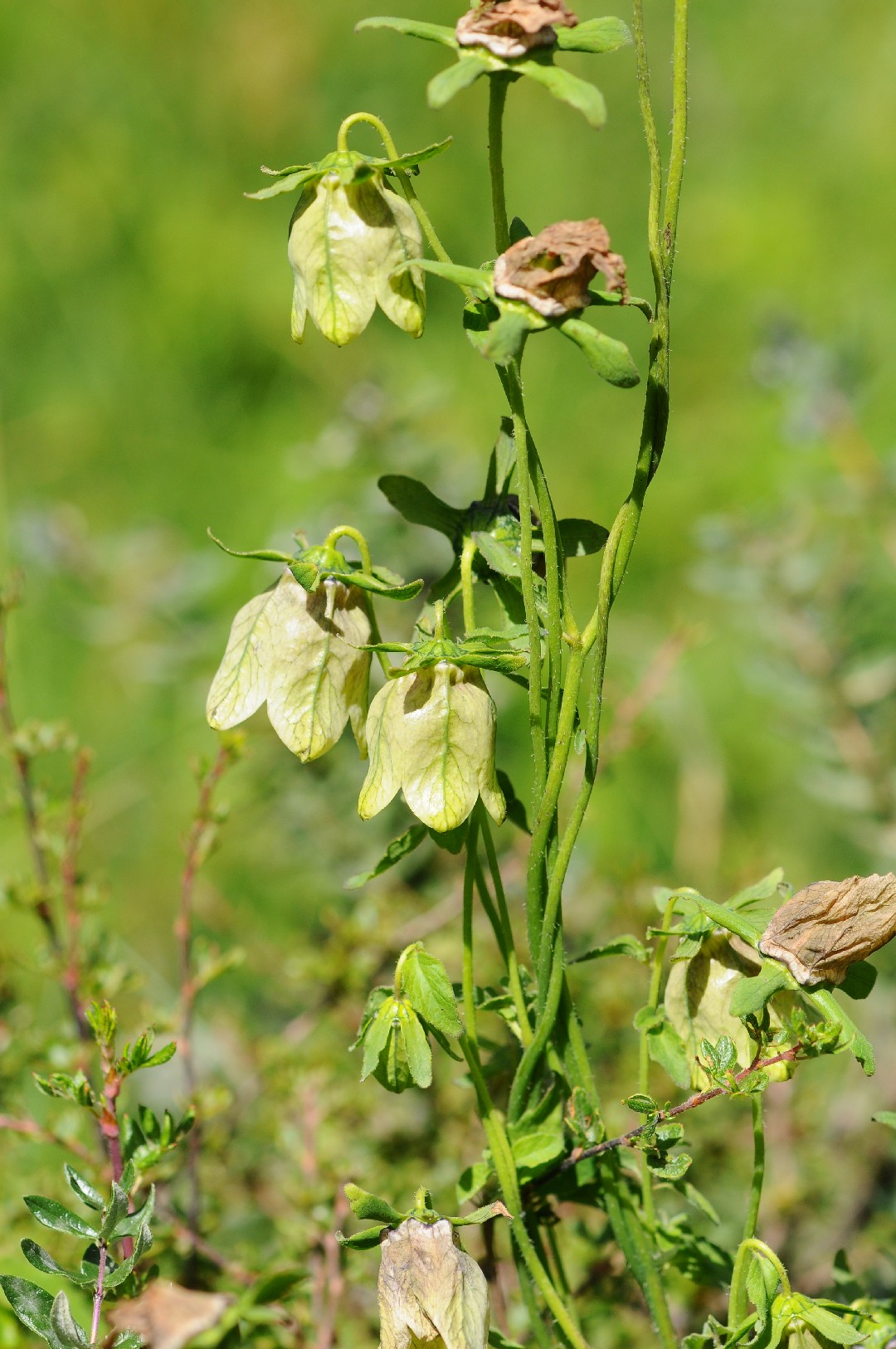 Codonopsis viridiflora Flower, Leaf, Care, Uses - PictureThis
