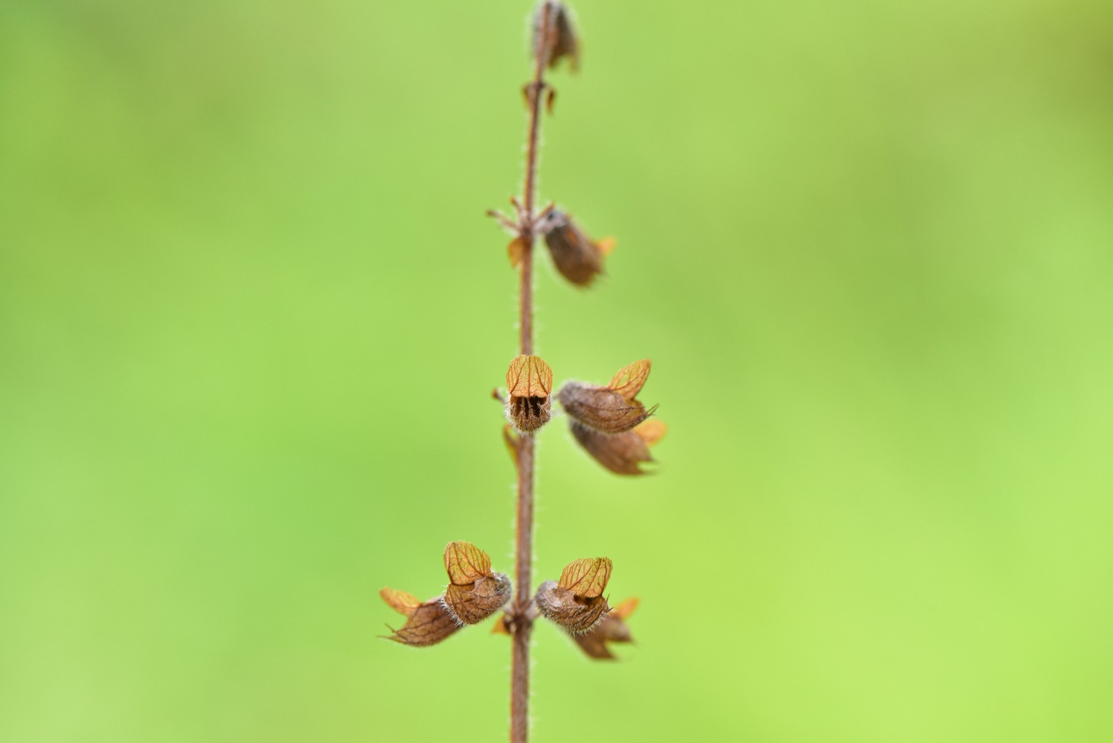Orthosiphon Flower, Leaf, Care, Uses - PictureThis