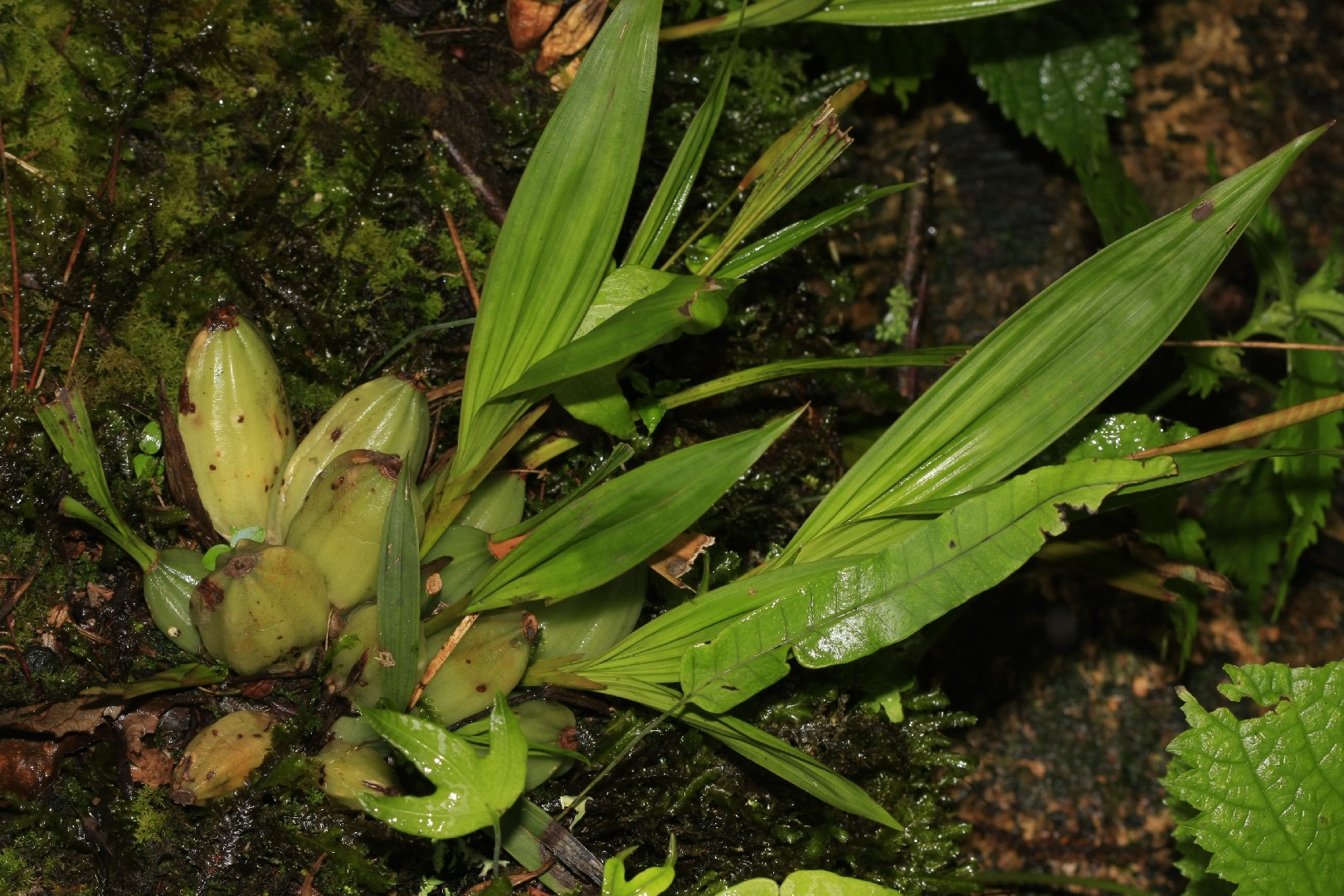 Bulleyia Care (Watering, Fertilize, Pruning, Propagation) - PictureThis