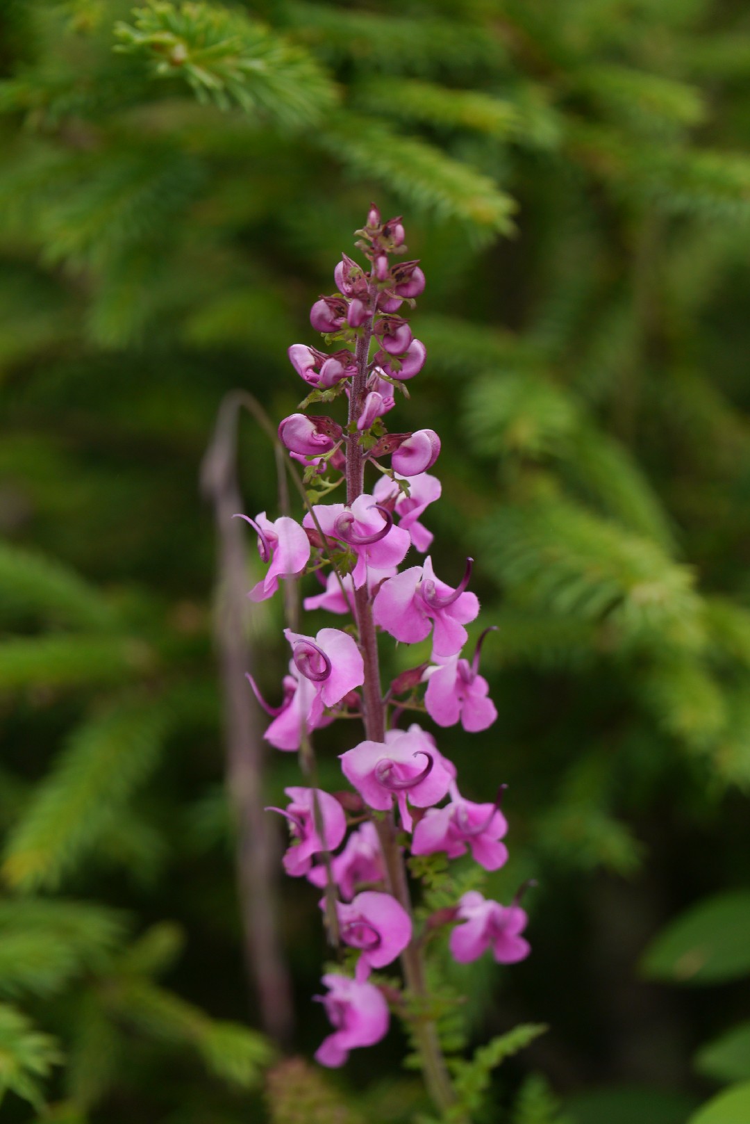 Pedicularis Care (Watering, Fertilize, Pruning, Propagation) - PictureThis