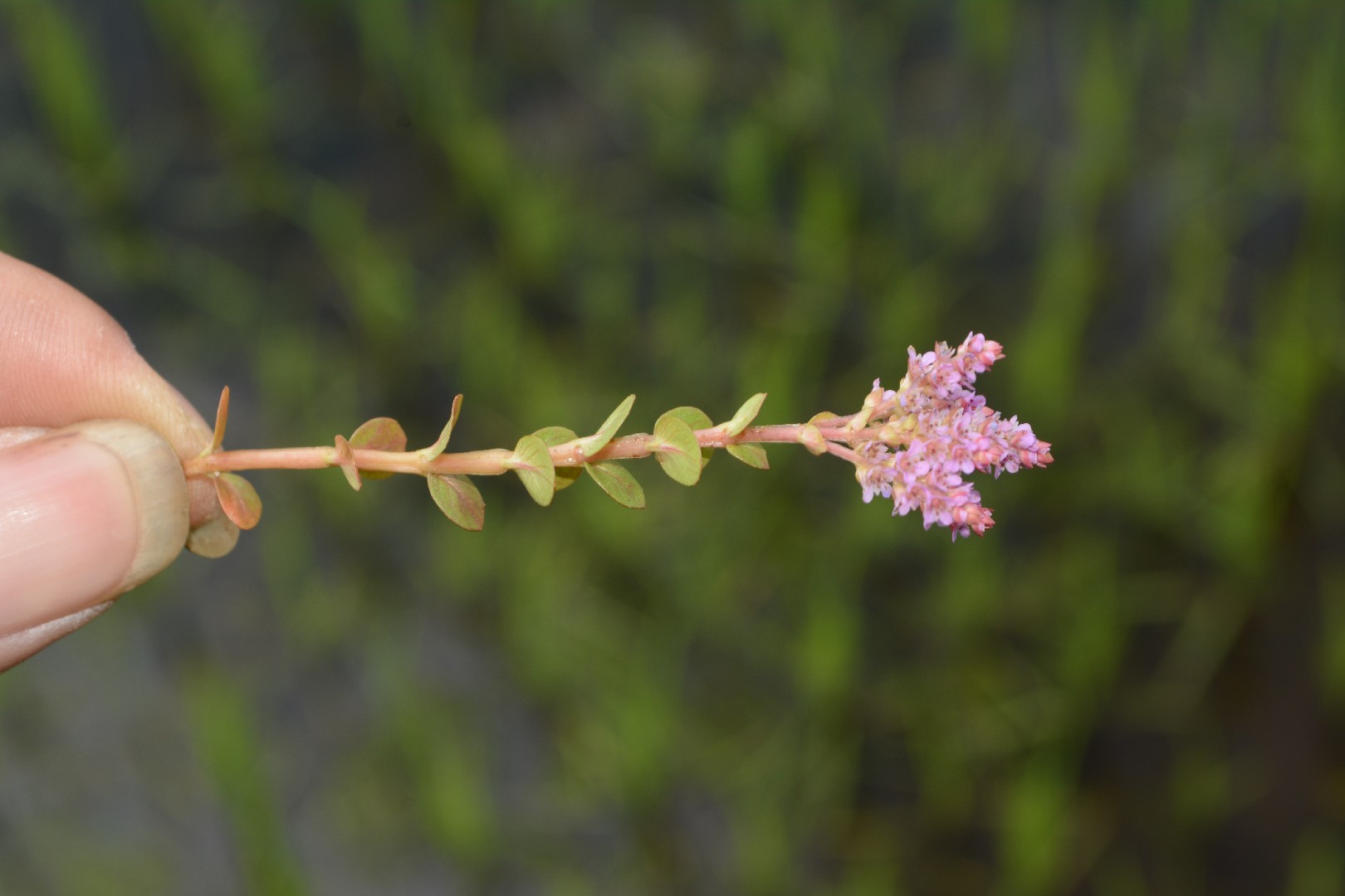 Dwarf rotala Care (Watering, Fertilize, Pruning, Propagation) - PictureThis