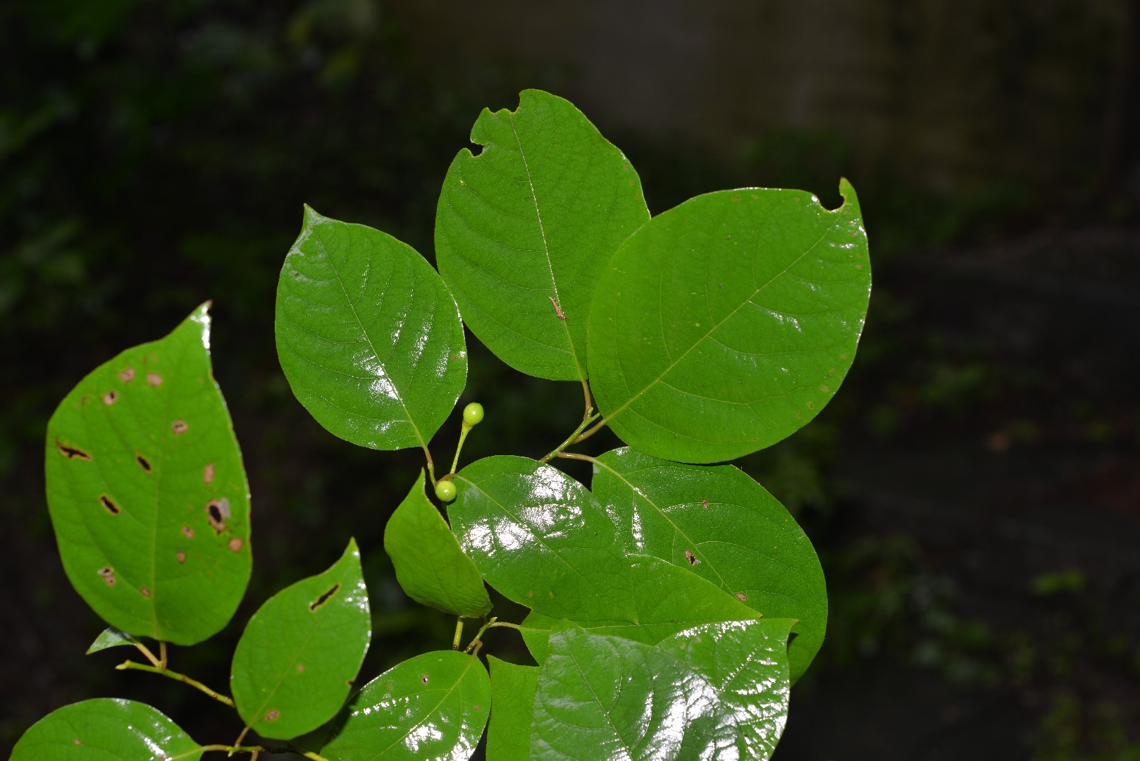 Mountain spicebush (Lindera reflexa) Flower, Leaf, Care, Uses - PictureThis