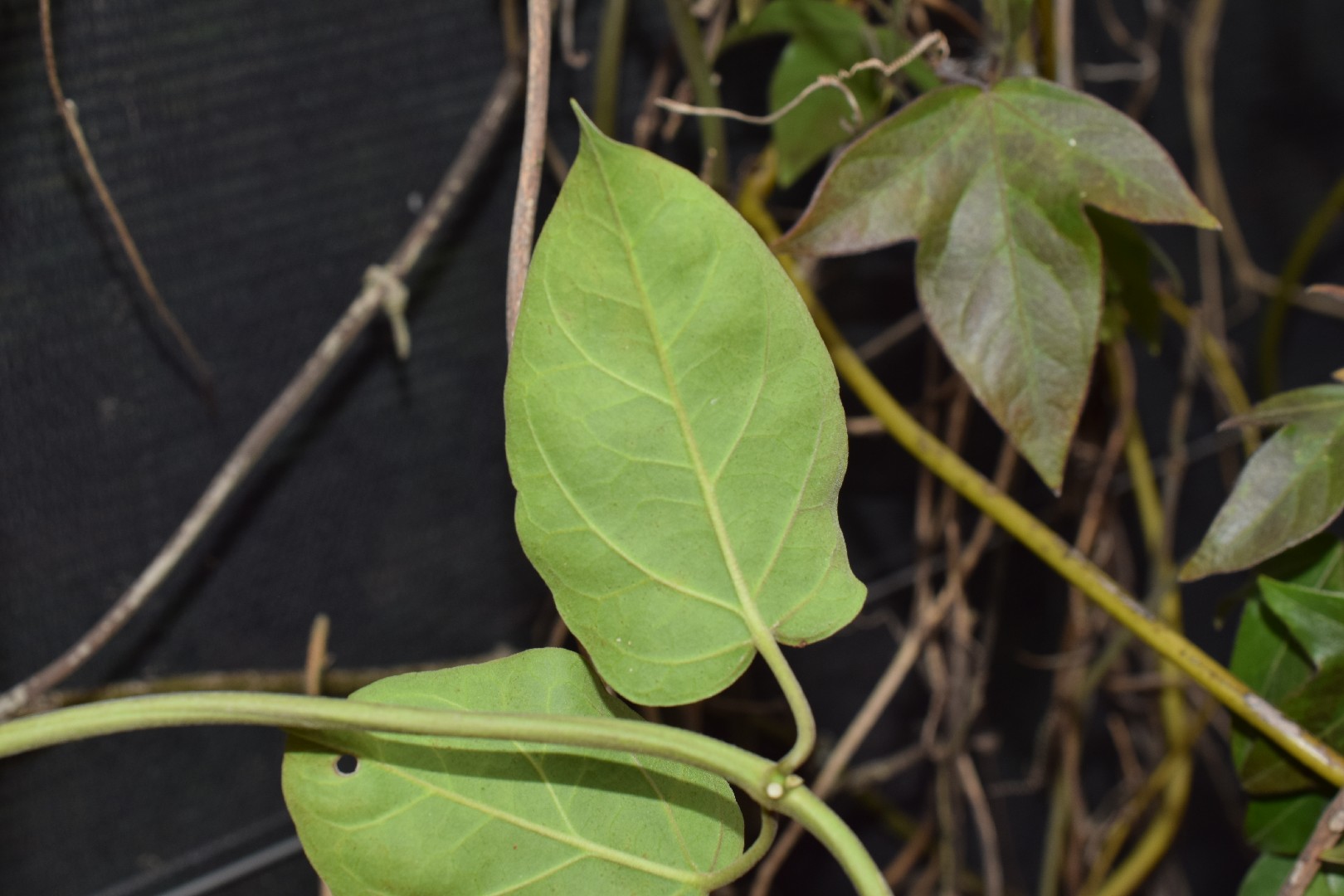 Tylophora ovata Flower, Leaf, Care, Uses - PictureThis