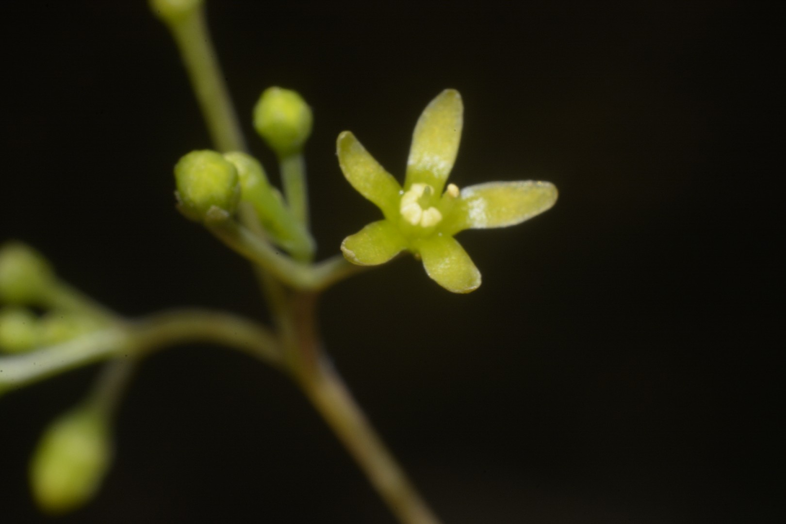 Sabia (Sabiaceae) Flower, Leaf, Care, Uses - PictureThis