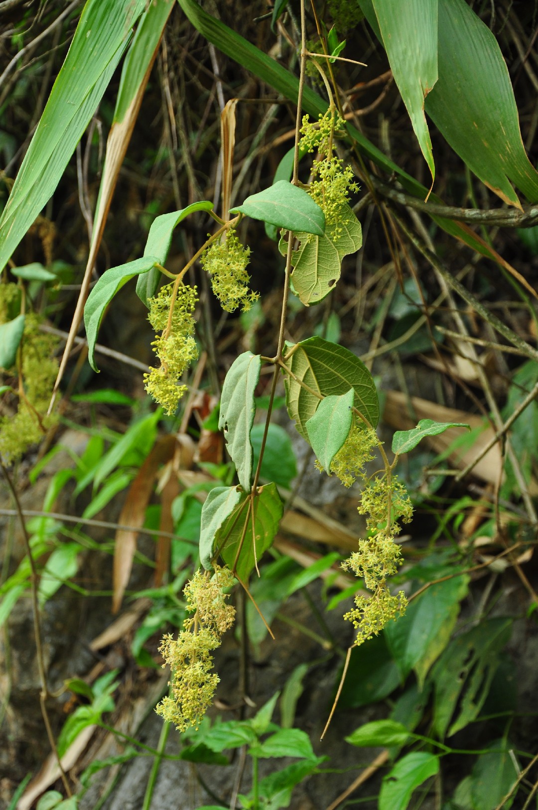 Icacina (Icacinaceae) Flower, Leaf, Care, Uses - PictureThis