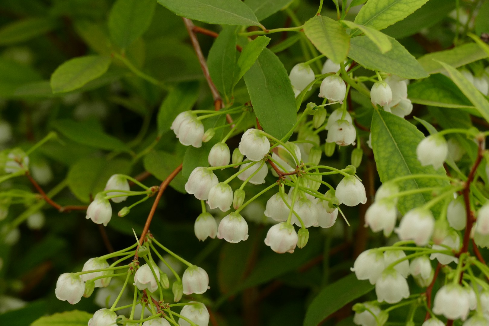 Zenobia pulverulenta - PictureThis