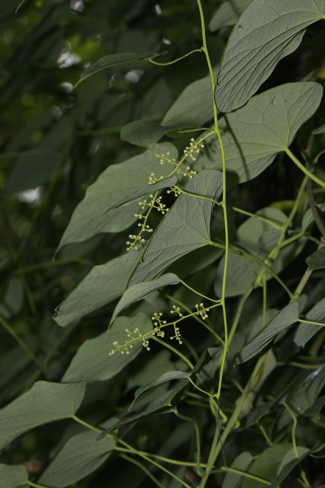 Sinomenium acutum - PictureThis