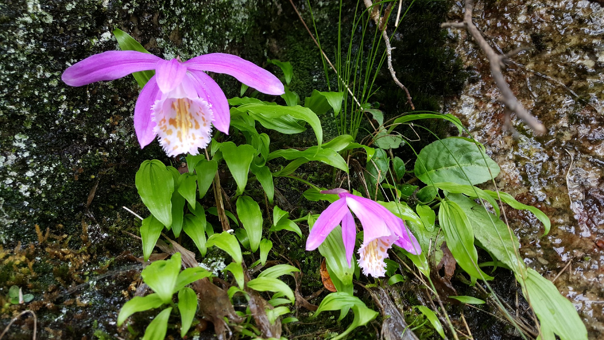 Pleione formosana - PictureThis