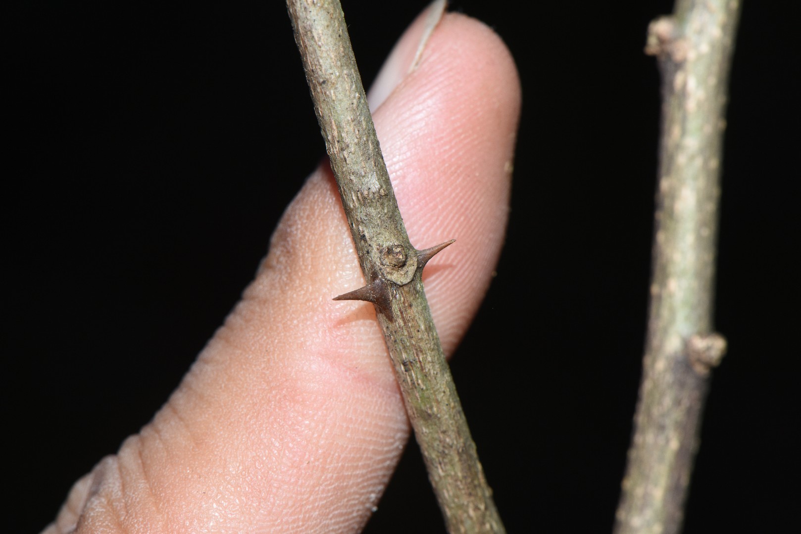 Зантоксилюм подражающий (Zanthoxylum simulans) - PictureThis