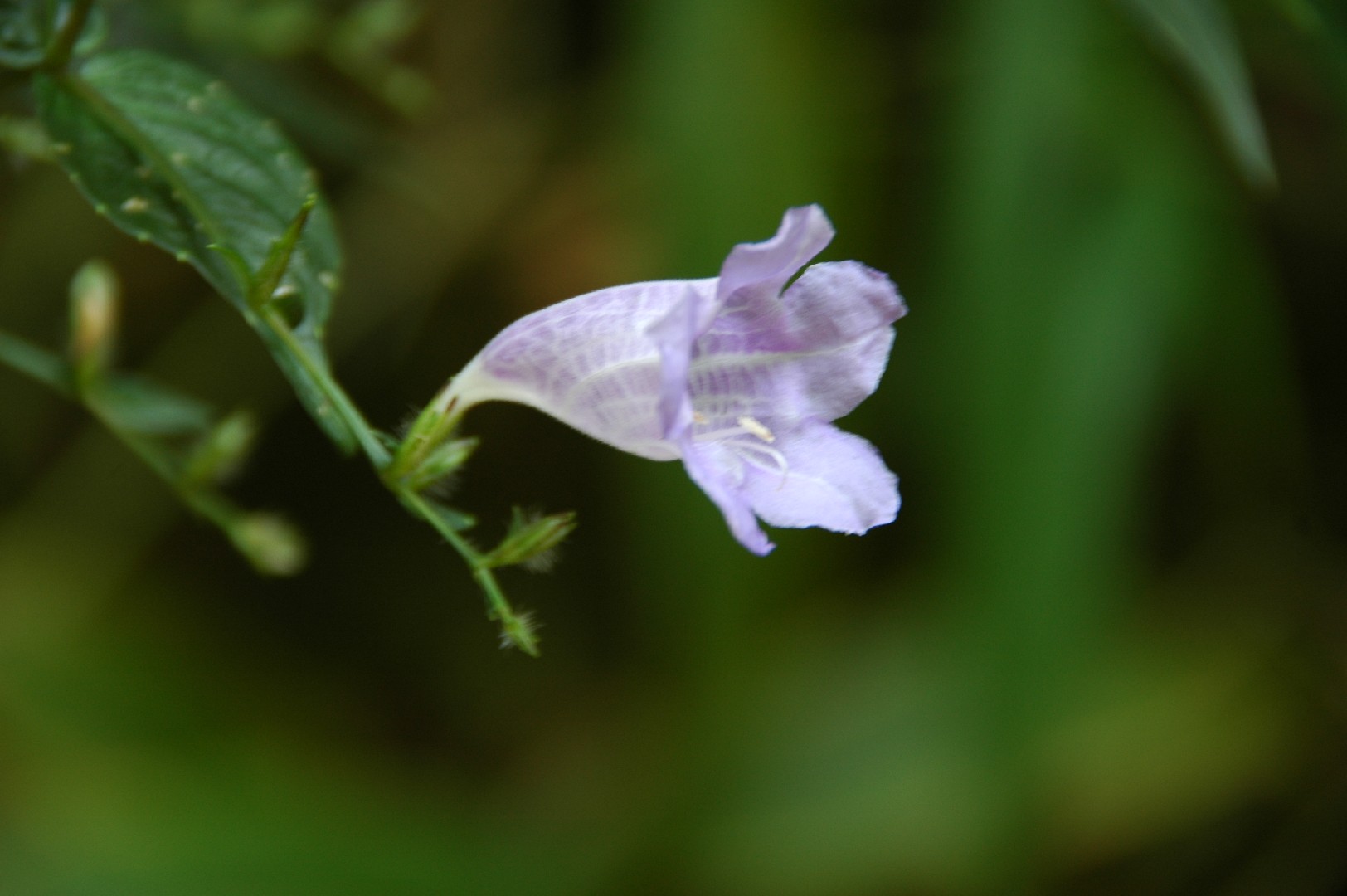 Strobilanthes Flower, Leaf, Care, Uses - PictureThis