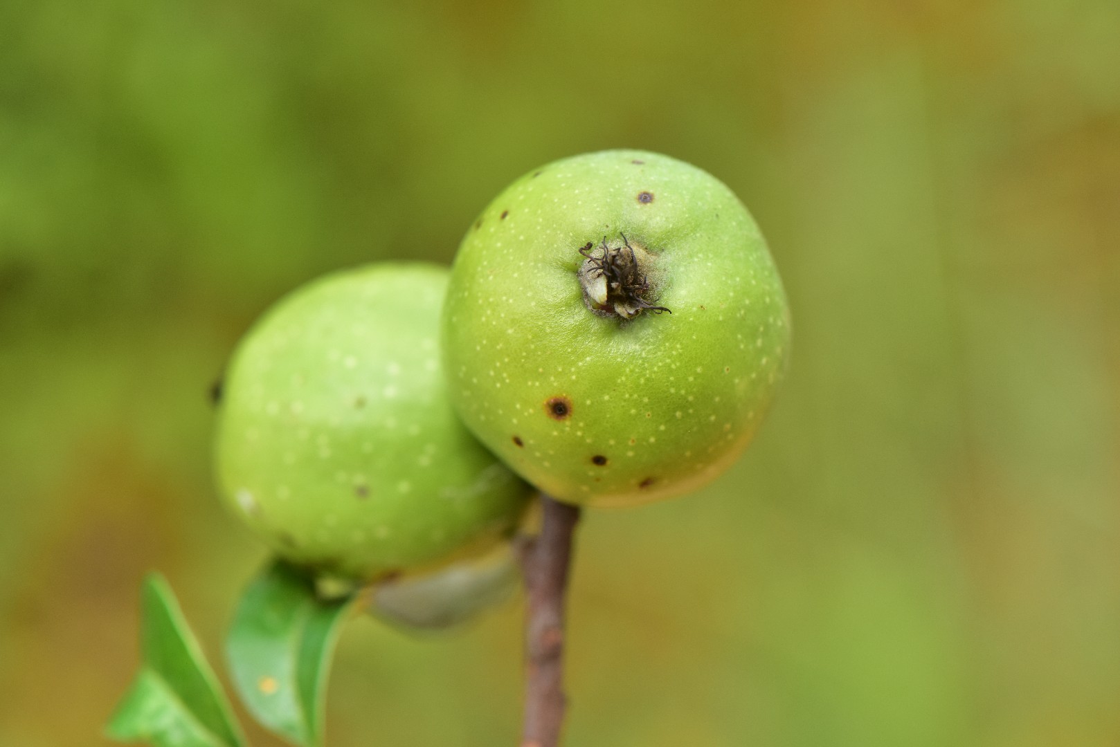 雲南デラベイ (Docynia delavayi) 花言葉，毒性，よくある質問 - PictureThis