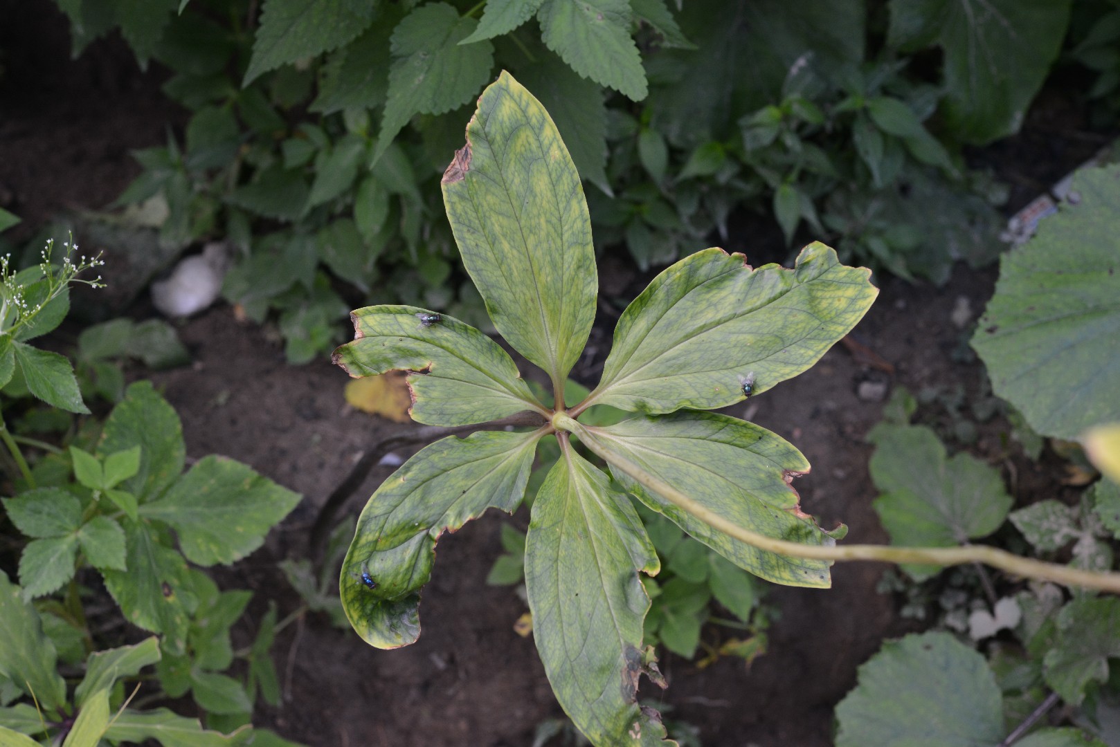 Paris polyphylla - PictureThis