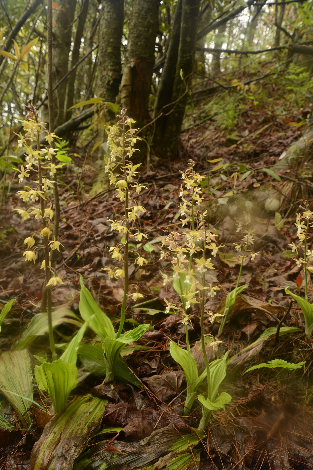 Graceful flowered calanthe (Calanthe graciliflora) Flower, Leaf, Care ...