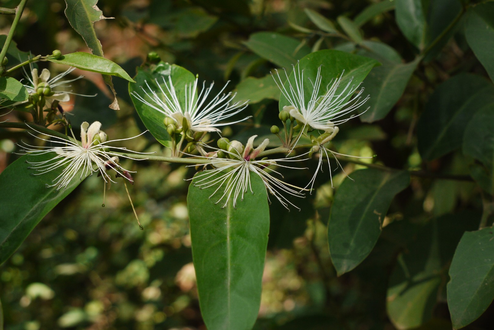 Capparis acutifolia bodinieri Care (Watering, Fertilize, Pruning ...
