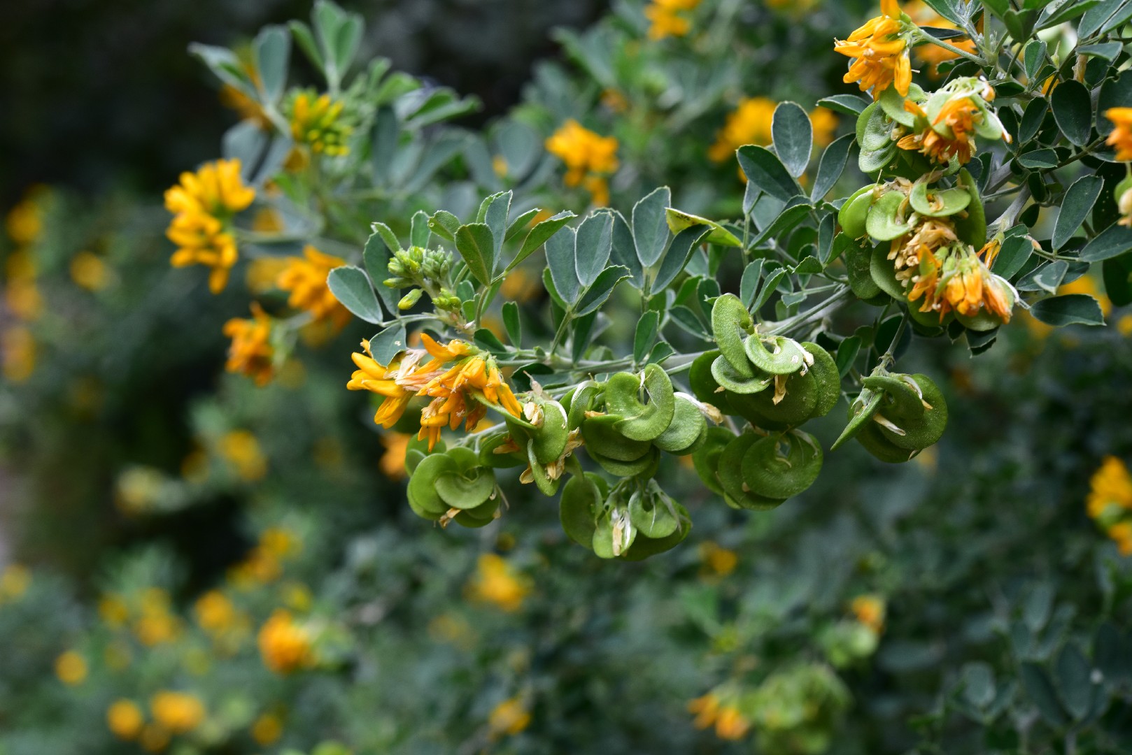 Medicago arborea - PictureThis