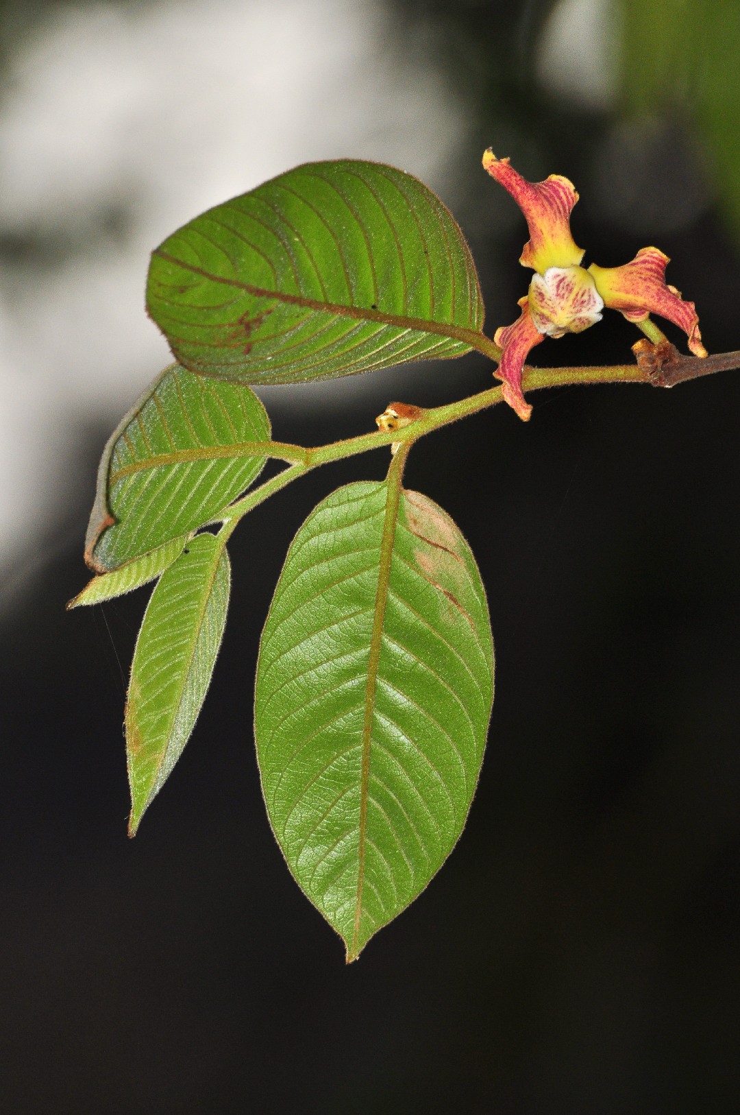 Mitrephora tomentosa - PictureThis