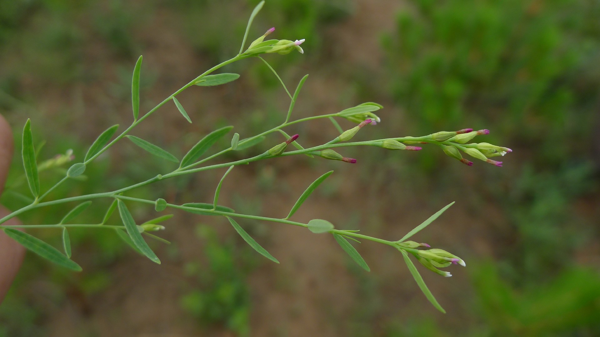 Diarthron Flower, Leaf, Care, Uses - PictureThis